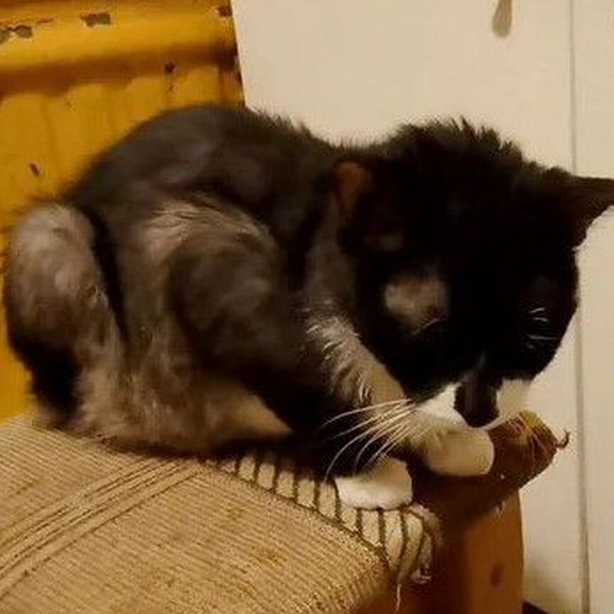 Котик старенький и больной просит помощи