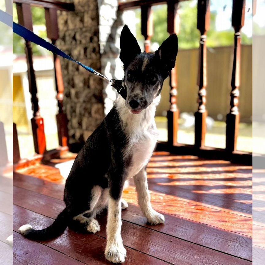 Собачка Боня в добрые руки