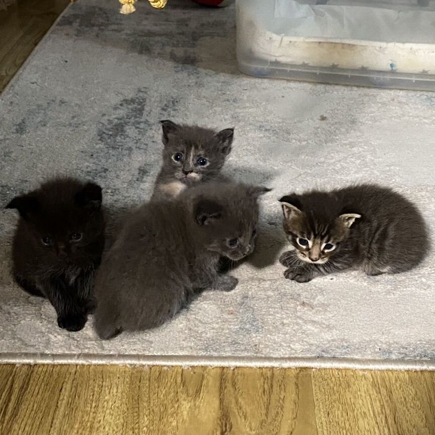 Котята мейн-кун метис