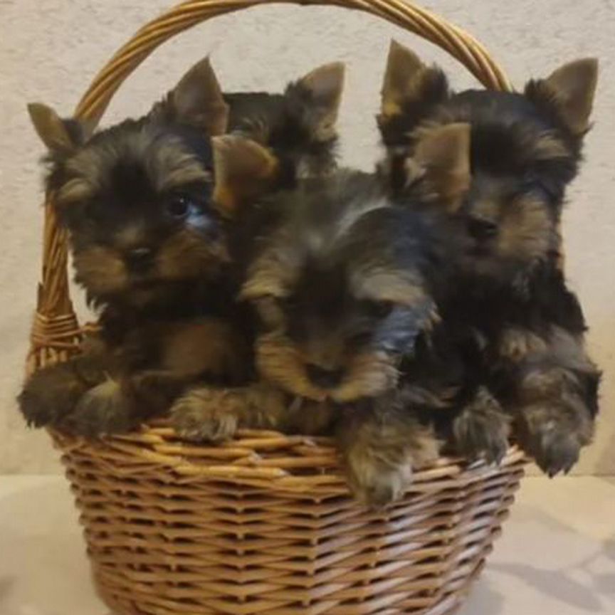Йоркширский терьер, щенок