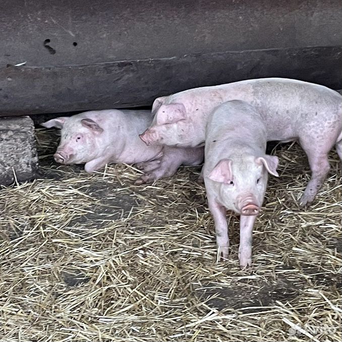 Паросята Ландрасты