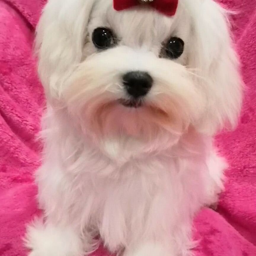 Мальтезе девочка