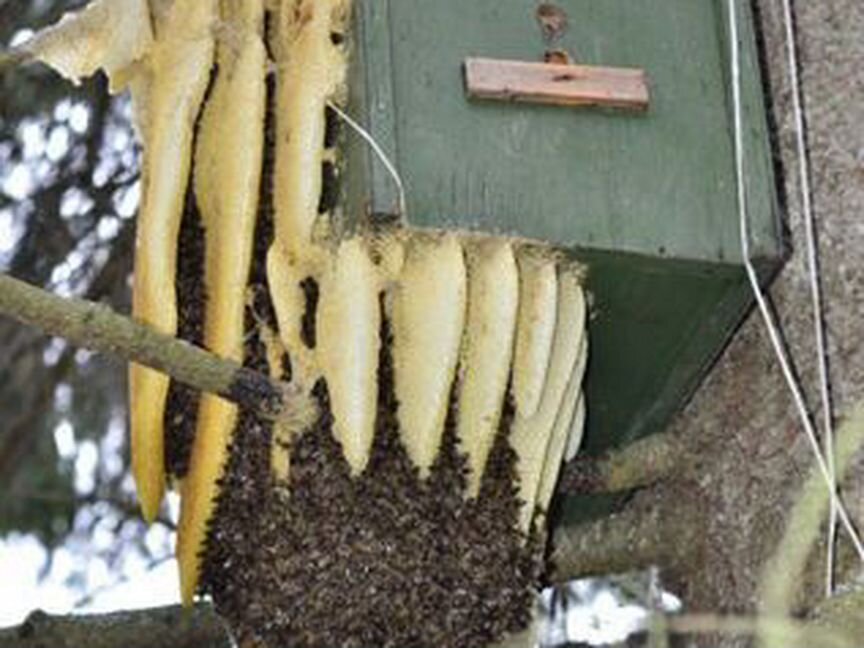 Ловушки для роёв пчел