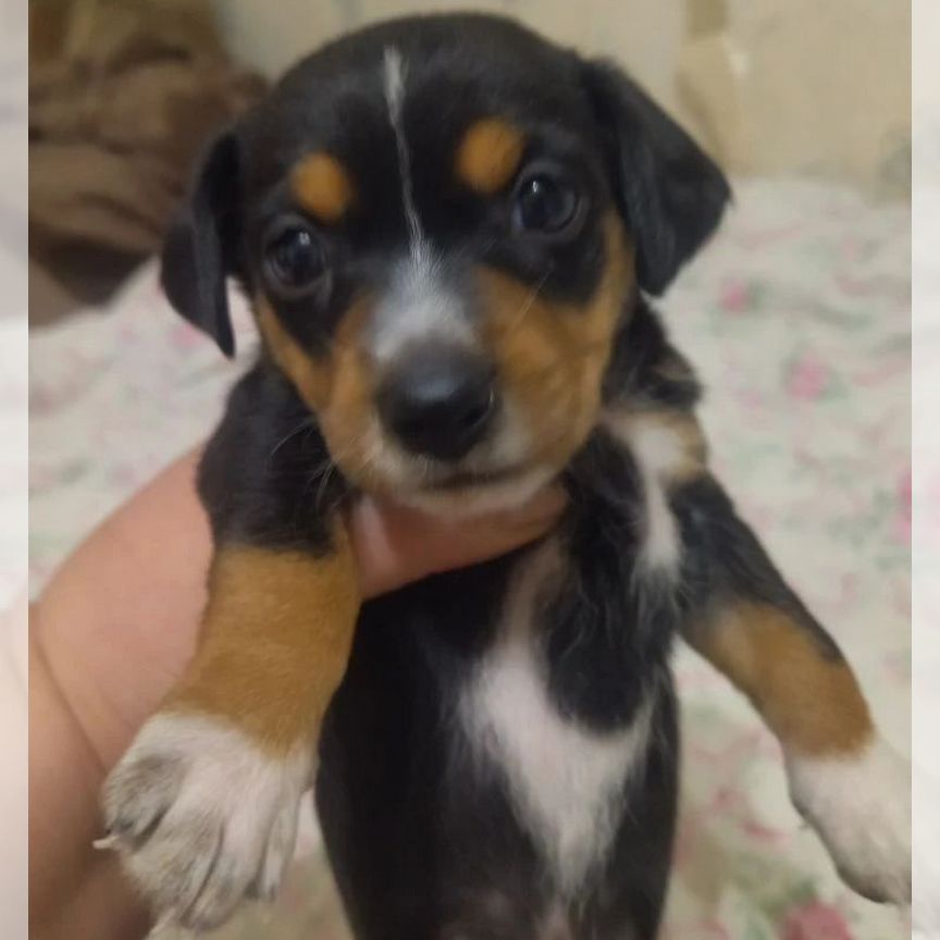 Английский той-терьер, щенок