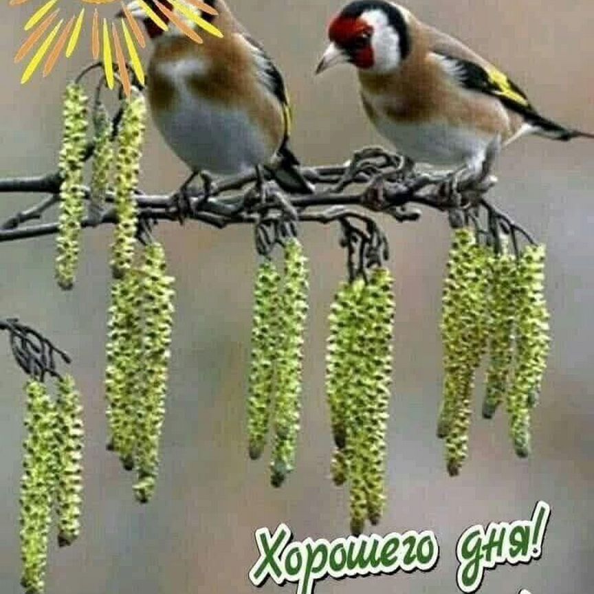 Фураж пшеницы