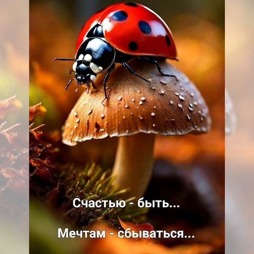 Кошка в дар