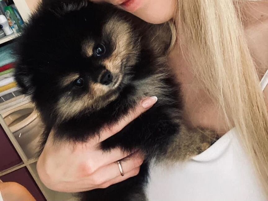 Красотульки померанцы