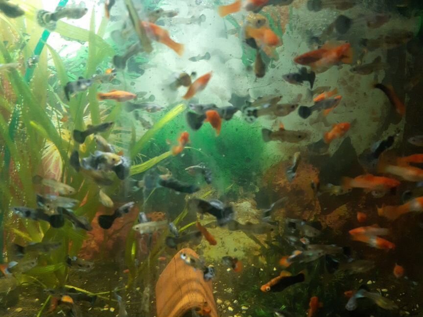 Аквариумные рыбки