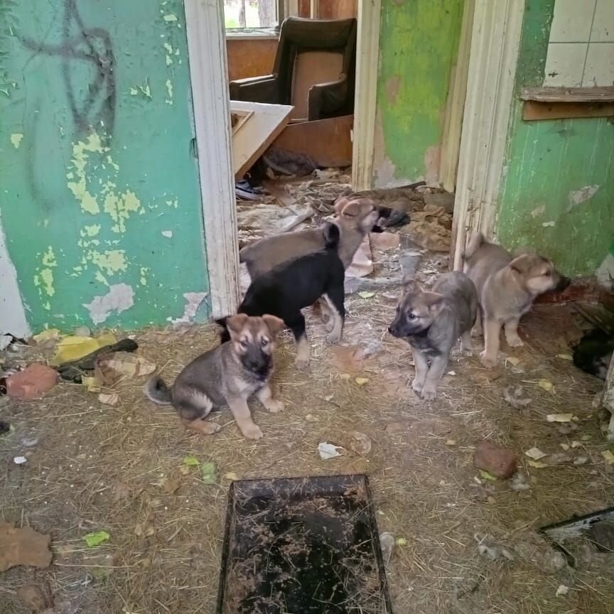 Щенки ищут своих хозяев