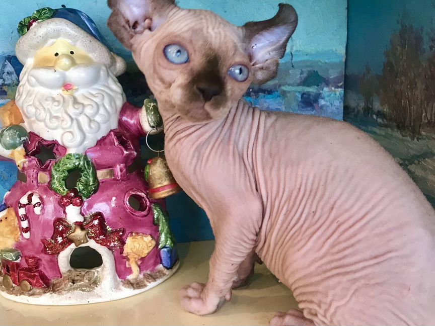 Котёнок двельф лонг шикарные ушки Новогодние