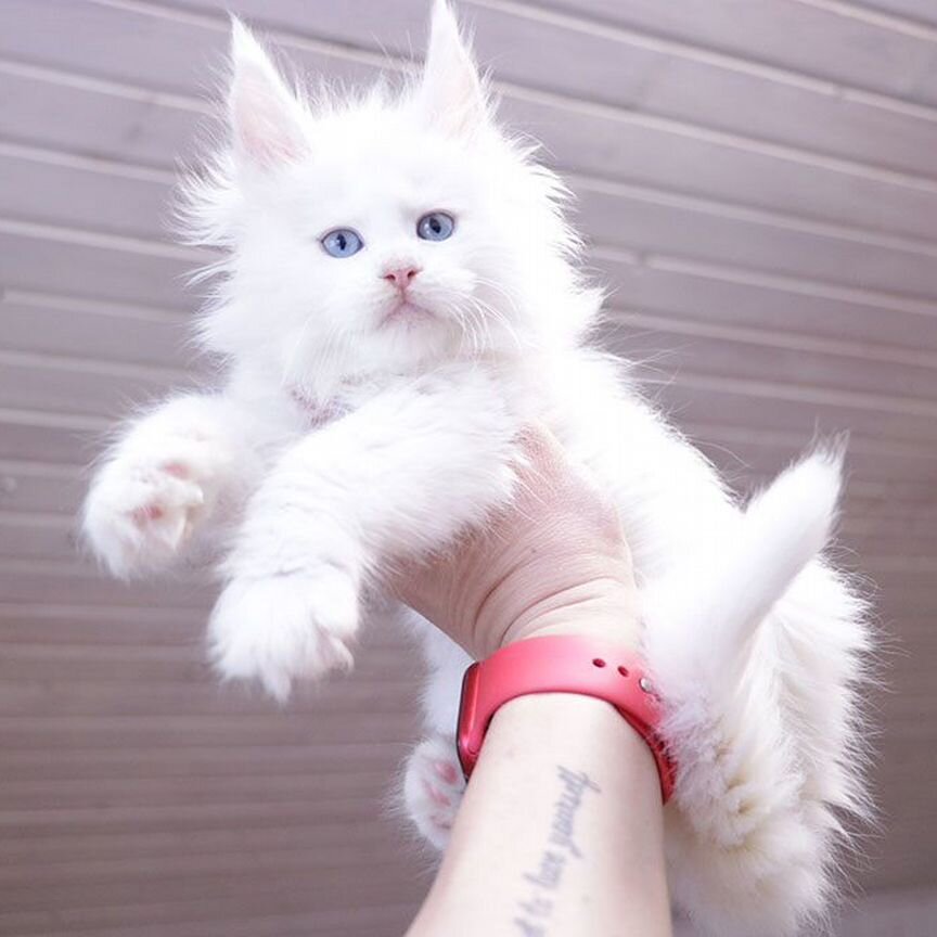 Кошечка белый солид голубые глаза