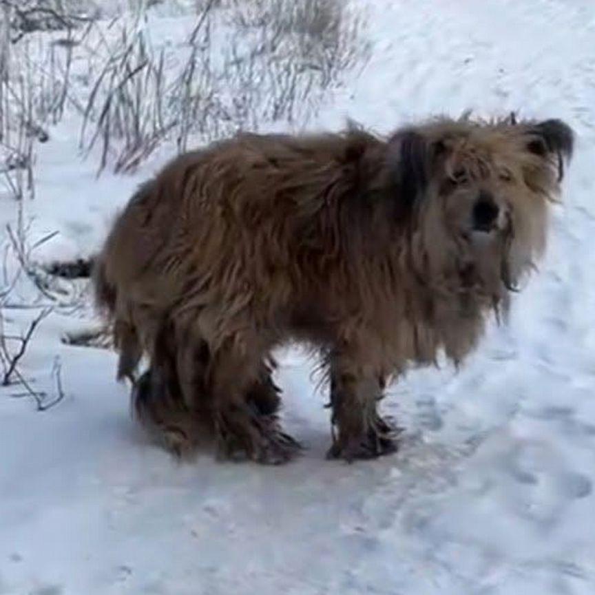 Взрослый пёс в добрые руки