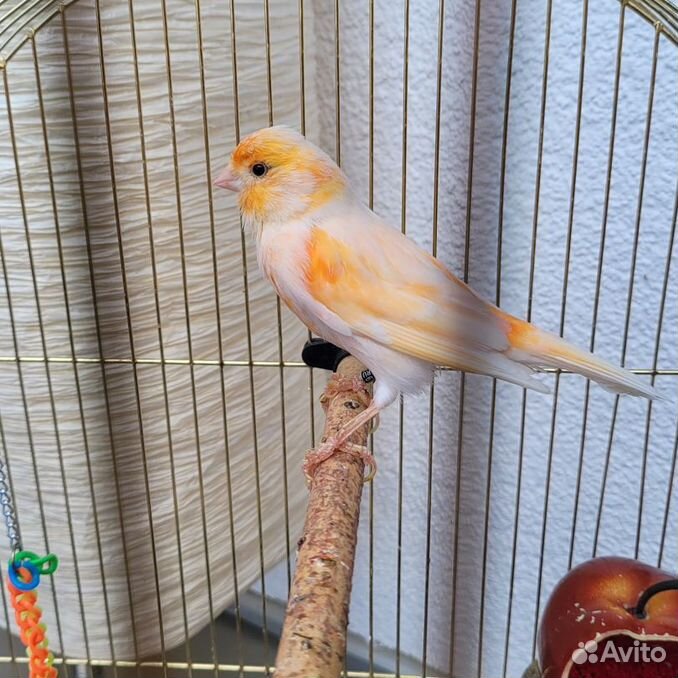 Кенар мозаик