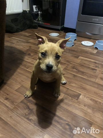 Американский булли классик