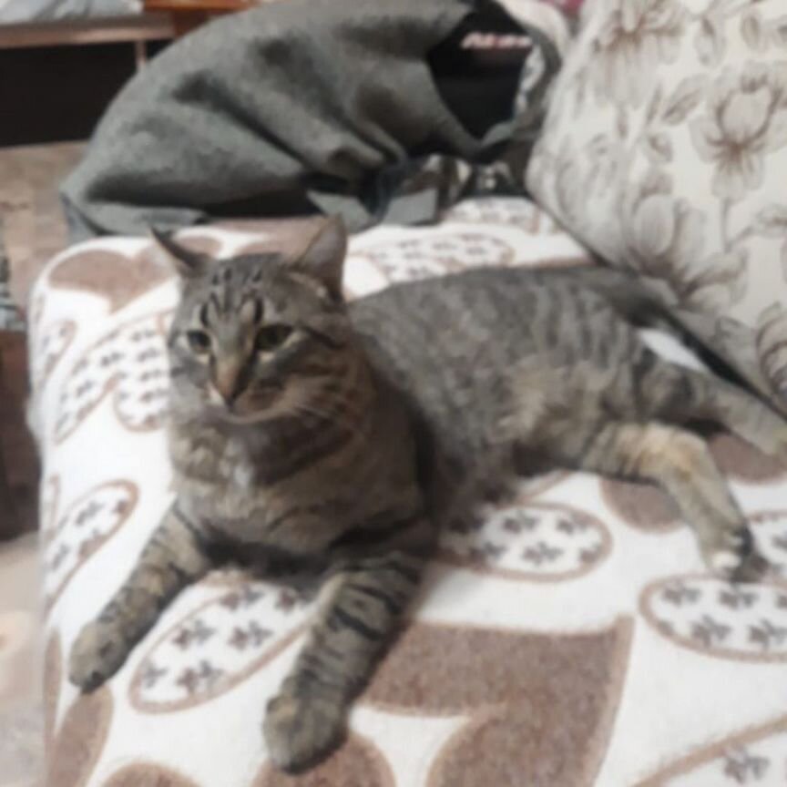 Отдам кота в добрые руки