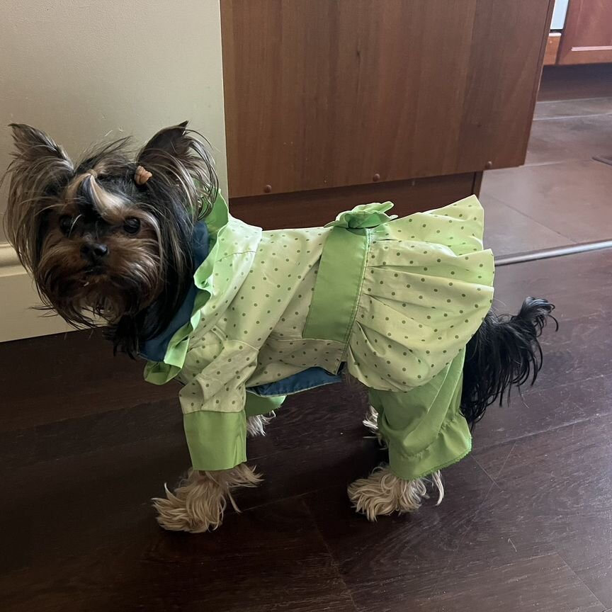 Комбинезон из болоньи для собаки, размер S/M