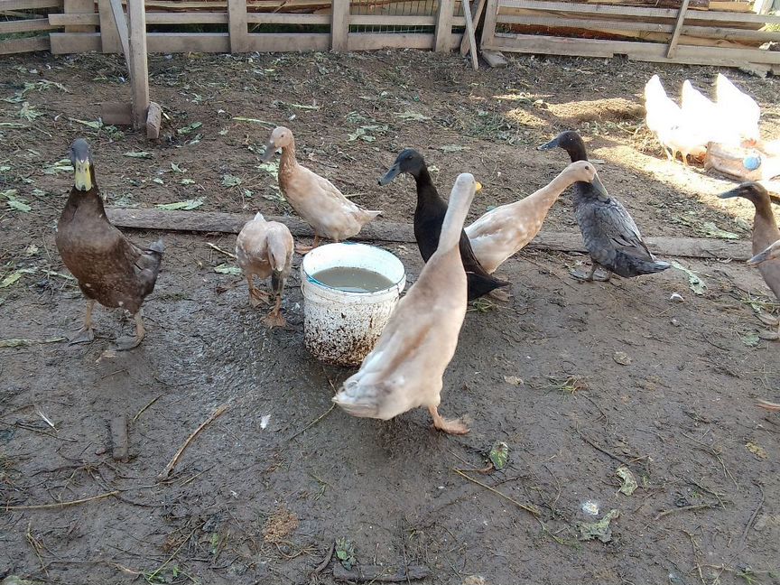 Утки индийский бегунок