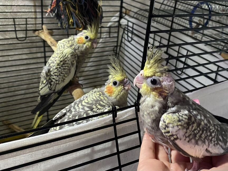 Птенцы кореллы