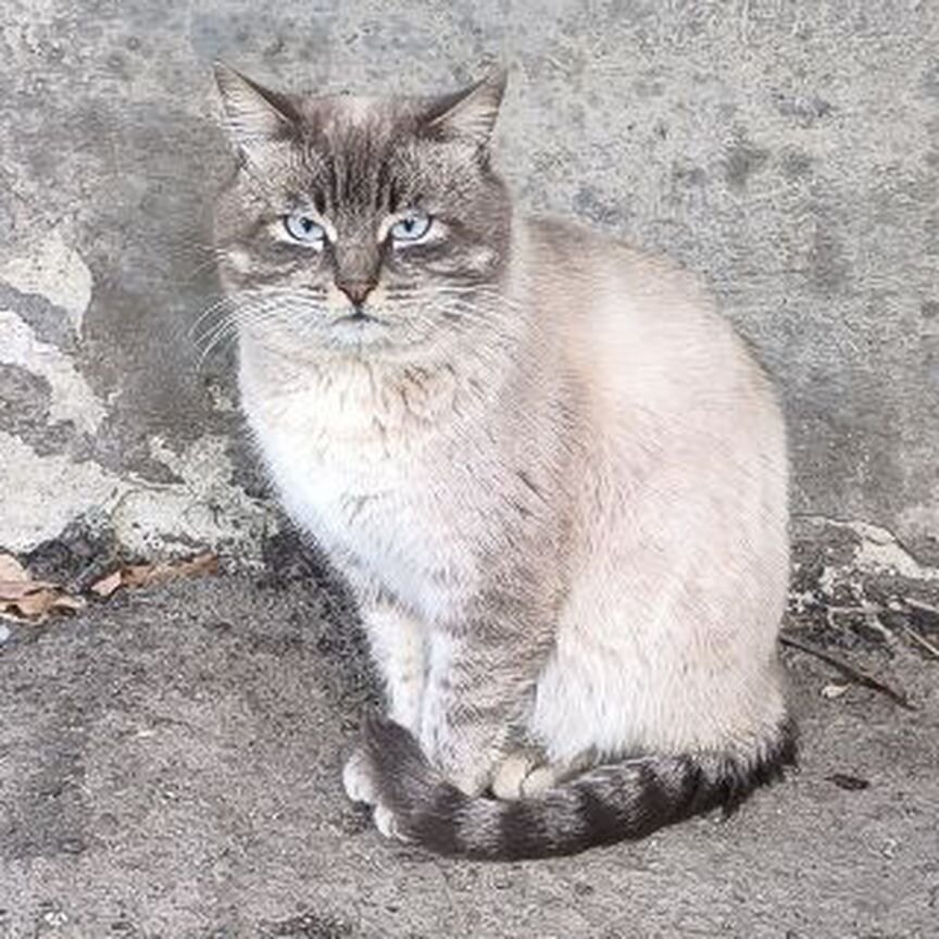 Сиамский, взрослый кот