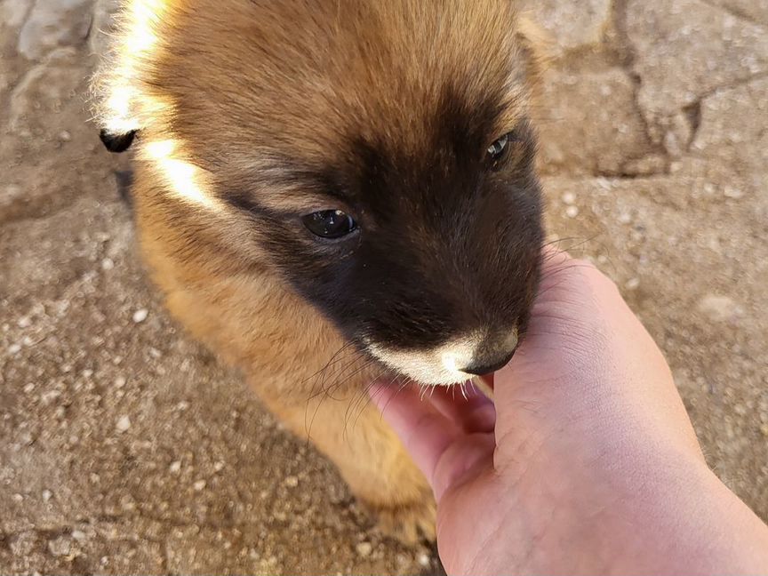 Отдам бесплатно собачат