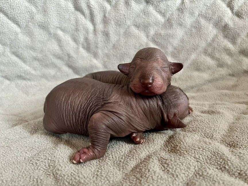 Ксолоитцкуинтли