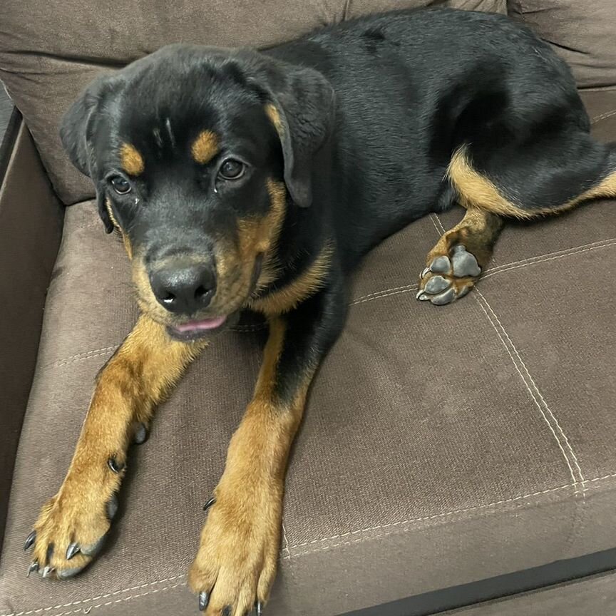 Щенок ротвейлера