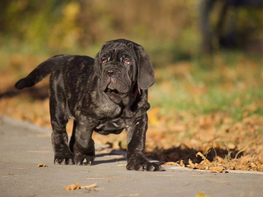 Неаполитанский мастиф щенки