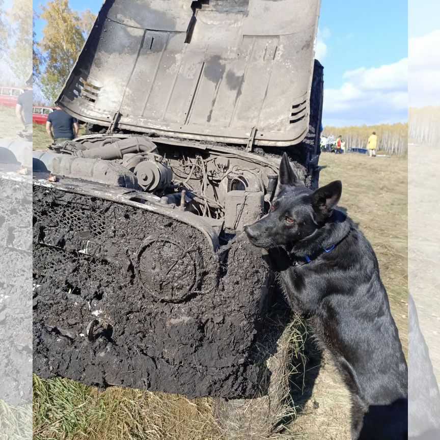 Немецкая овчарка, щенок