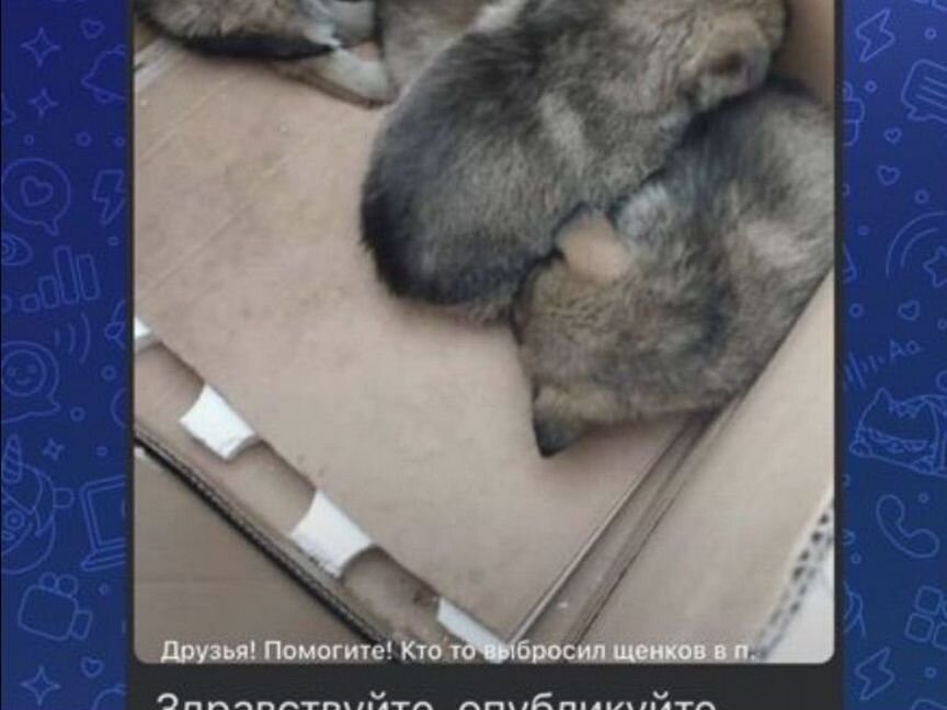 SOS Щенки