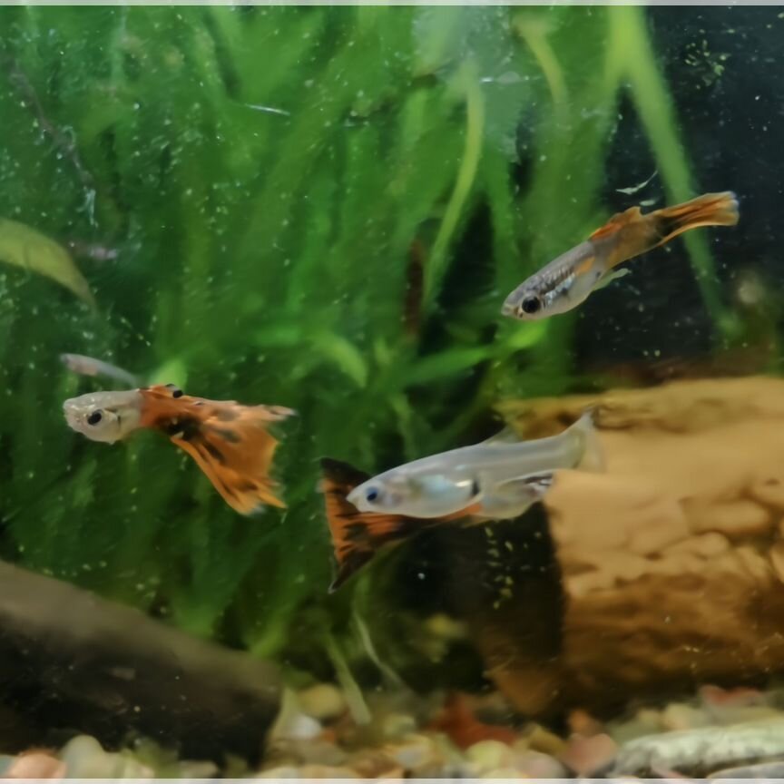 Гуппи самцы