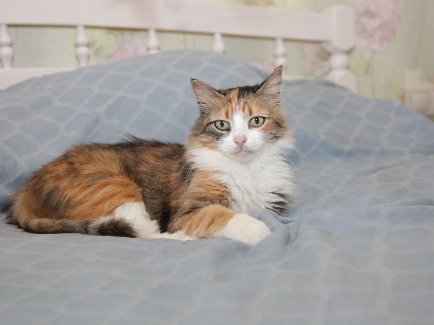 Алисонька ласковая кошечка