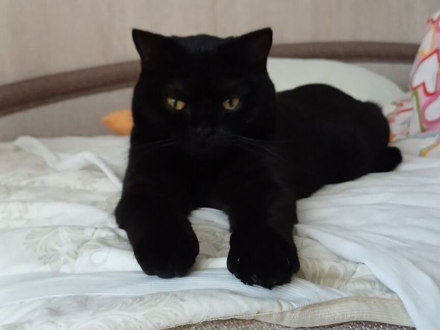 Красивый чёрный кот