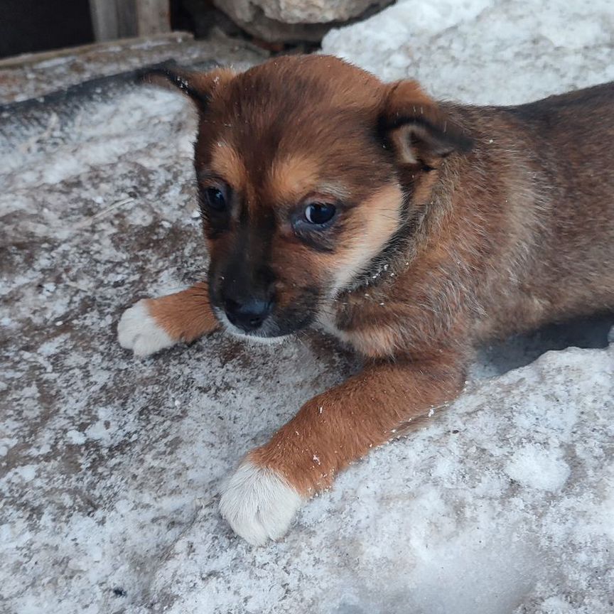 Щенки дворняжки