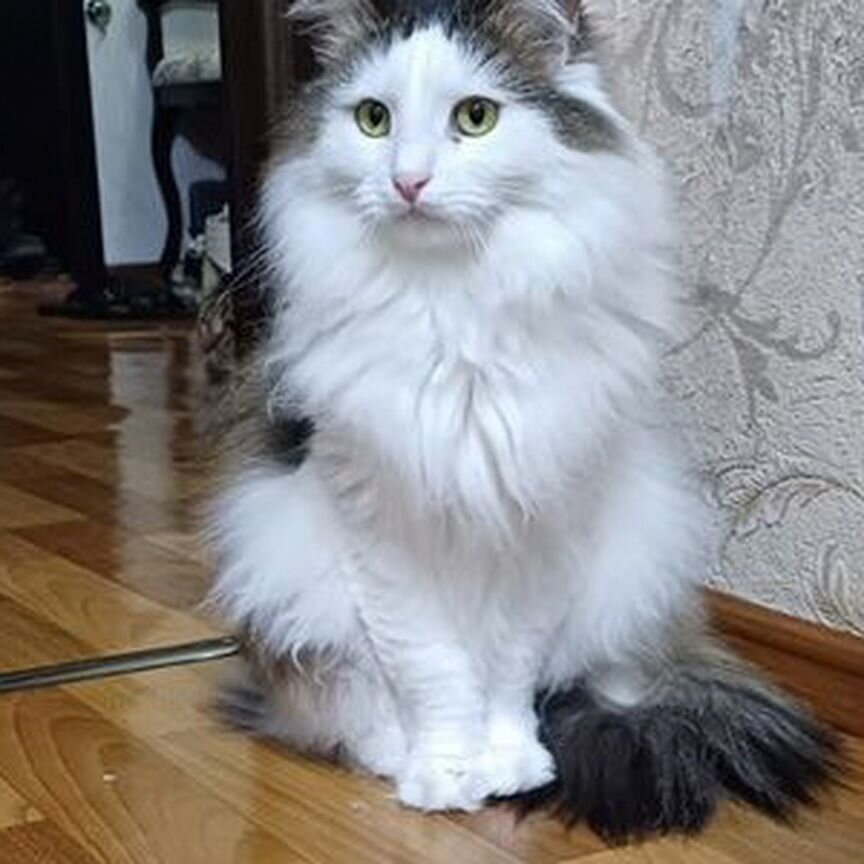 Котики бесплатно в добрые руки
