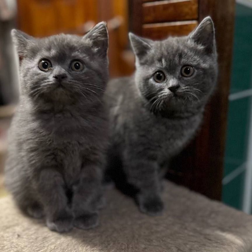 Продам котят шотландские