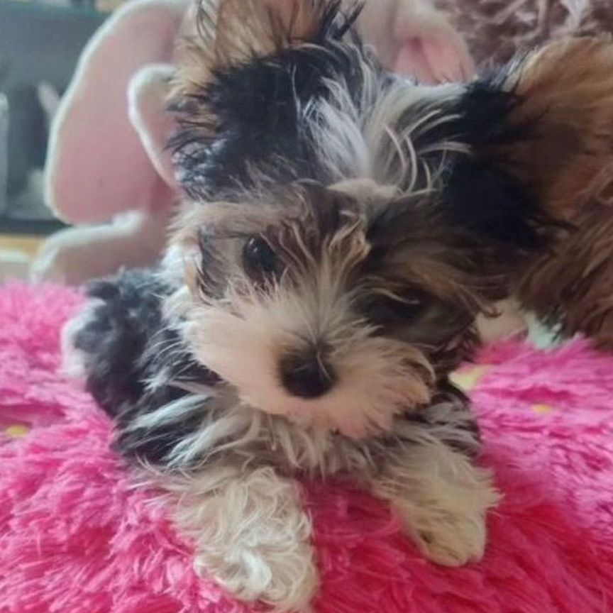 Йоркширский терьер, щенок