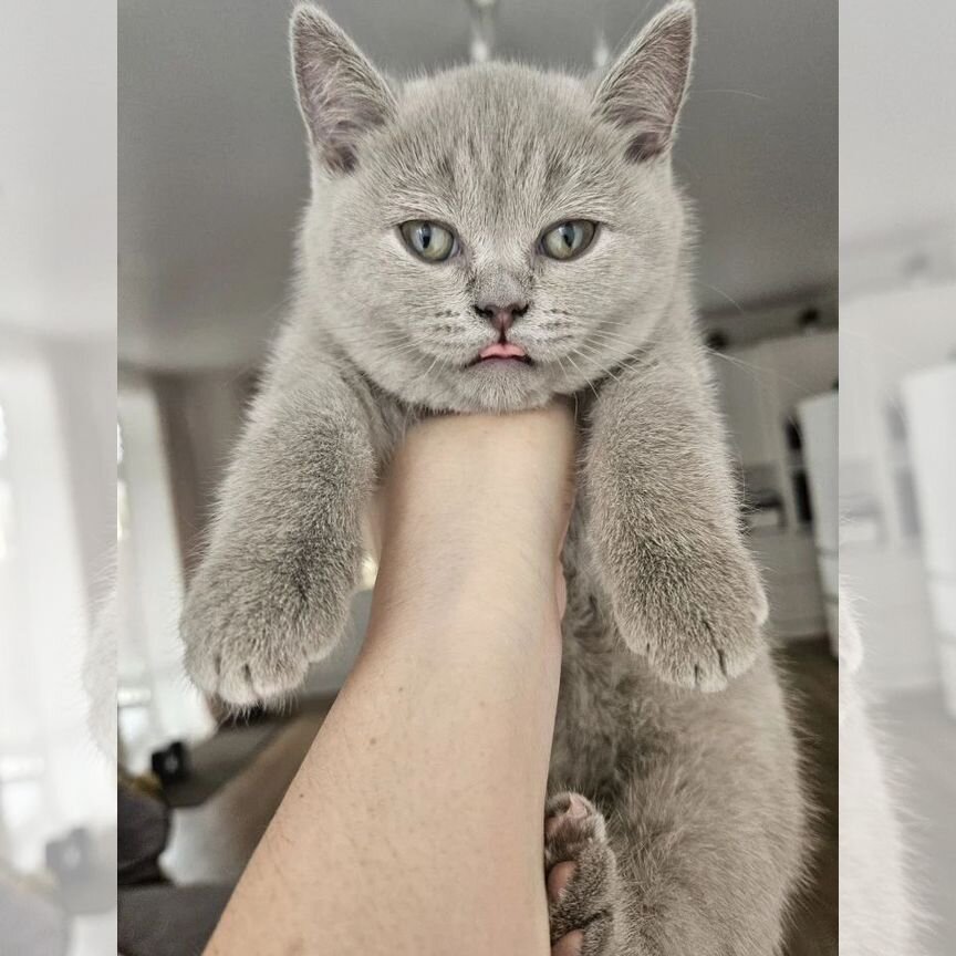 Шотландский вислоухий короткошёрстный котёнок