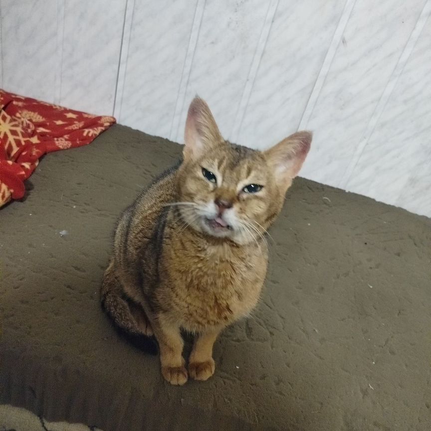 Абиссинская кошка в добрые руки