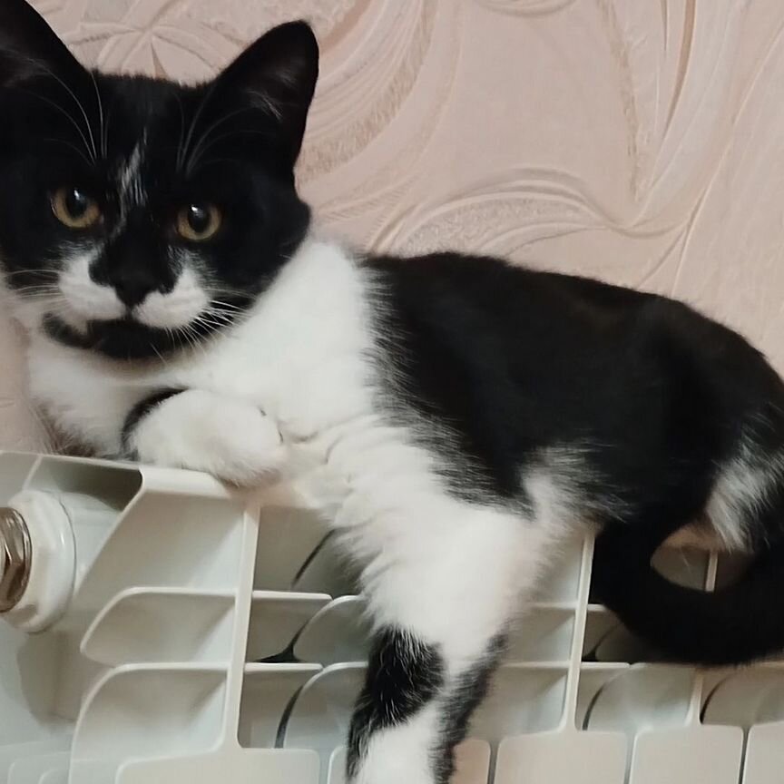 Кошки в добрые руки бесплатно