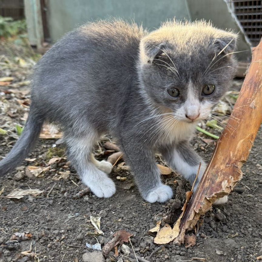 Вислоухие котята в добрые руки