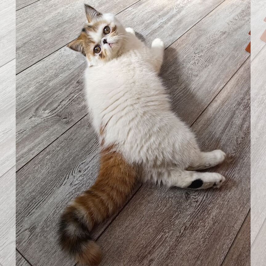 Экзотические котята