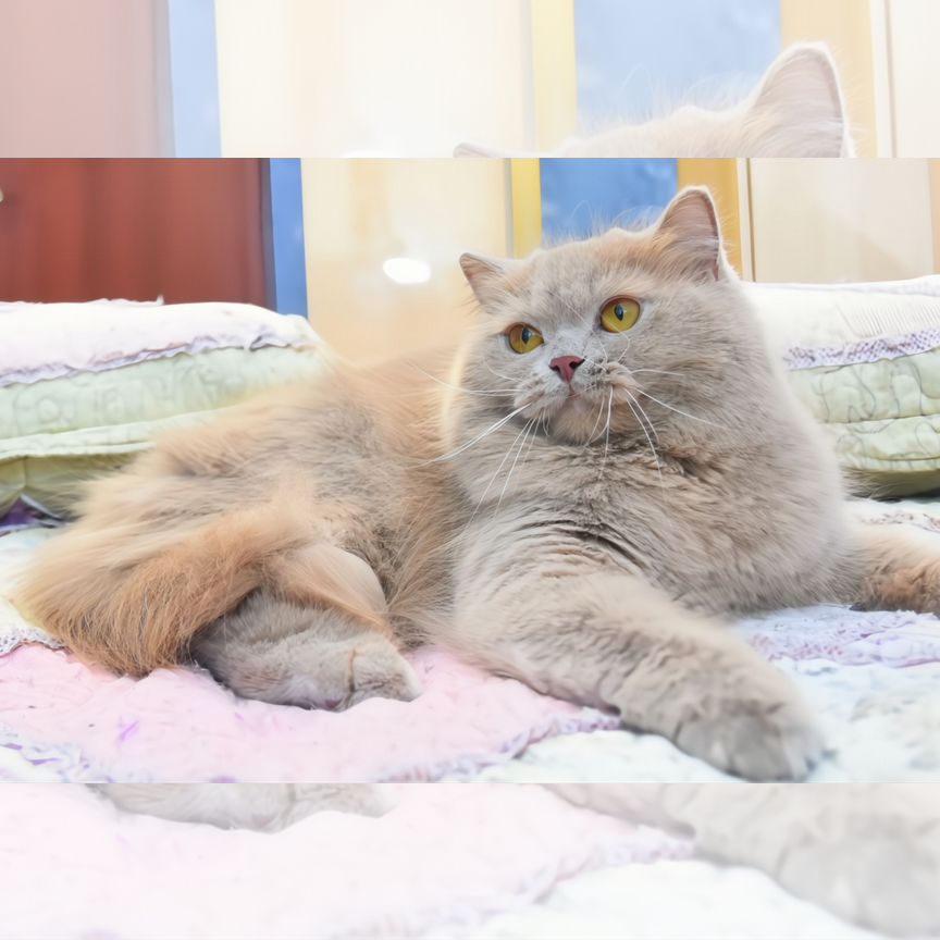 Британская длинношёрстная кошка, взрослая