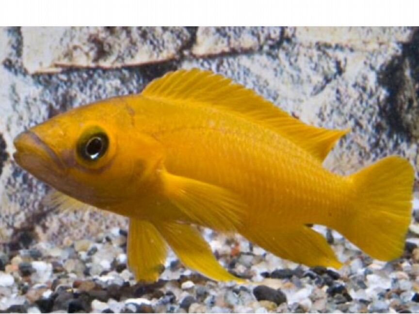 Лампрологус апельсиновый