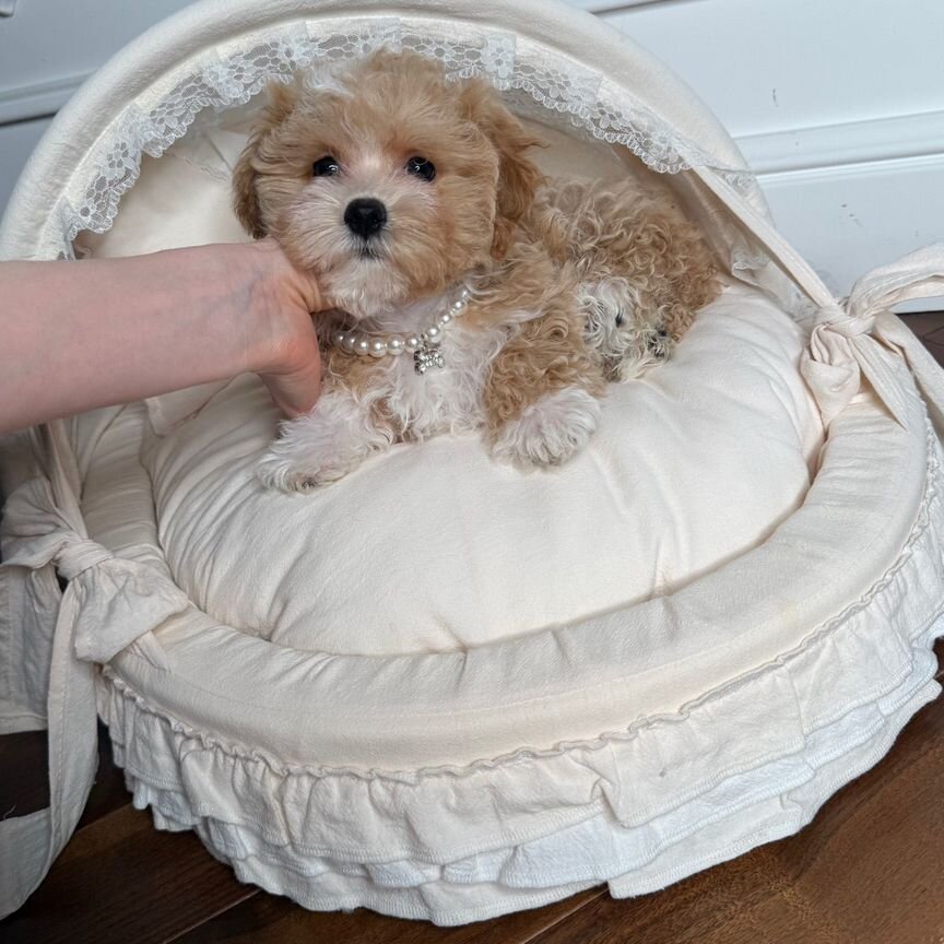 Мальтипу, щенок