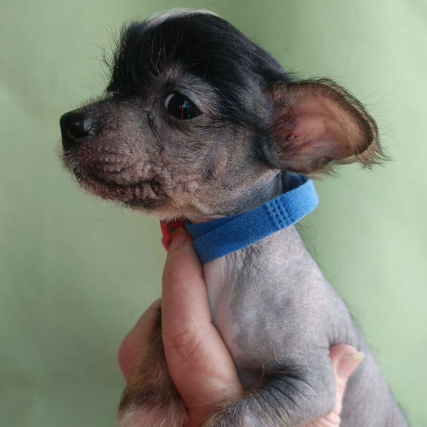 Китайская хохлатая, щенок