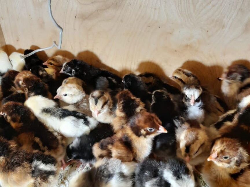 Цыплята суточные