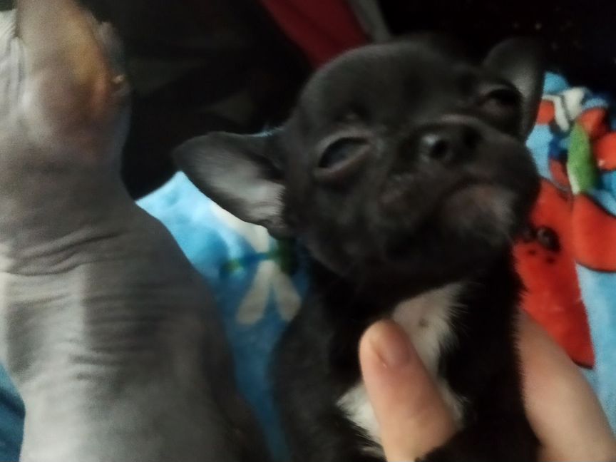 Щенки чихуахуа мини