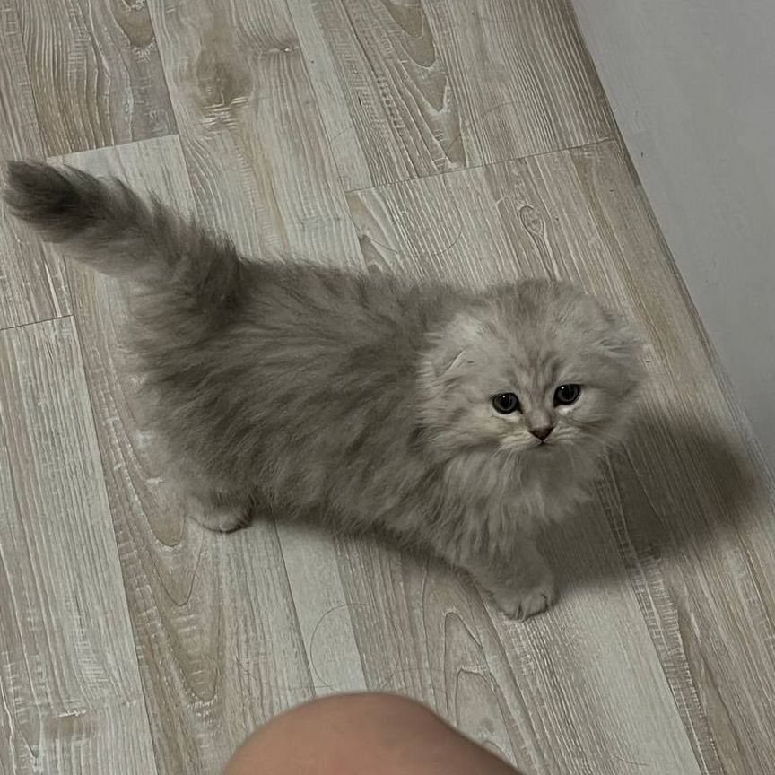 Шотландская вислоухая шиншилла кошка