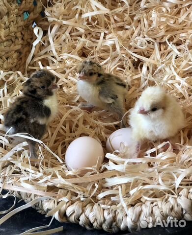 Ия Алтайской Бентамки