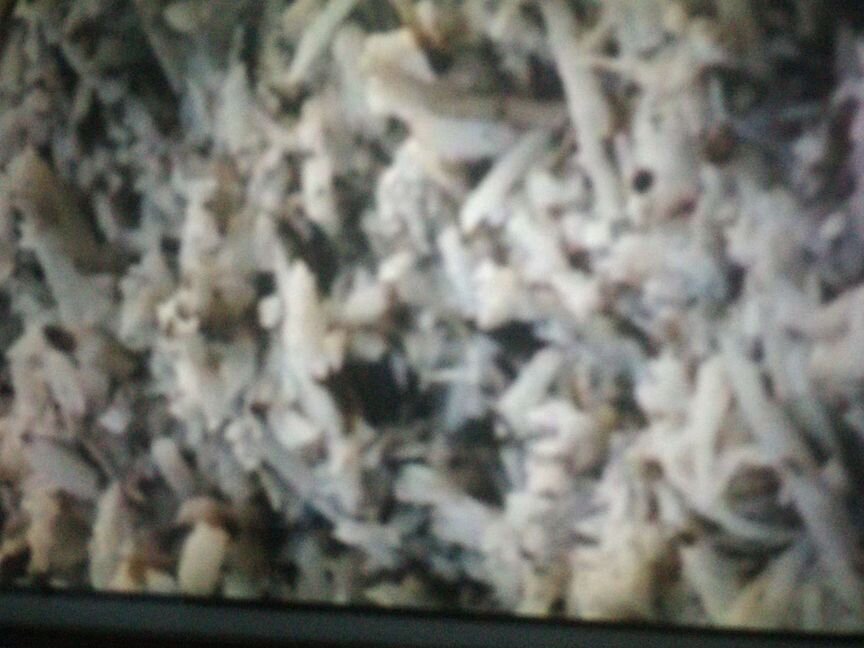 Жом свекловичныи